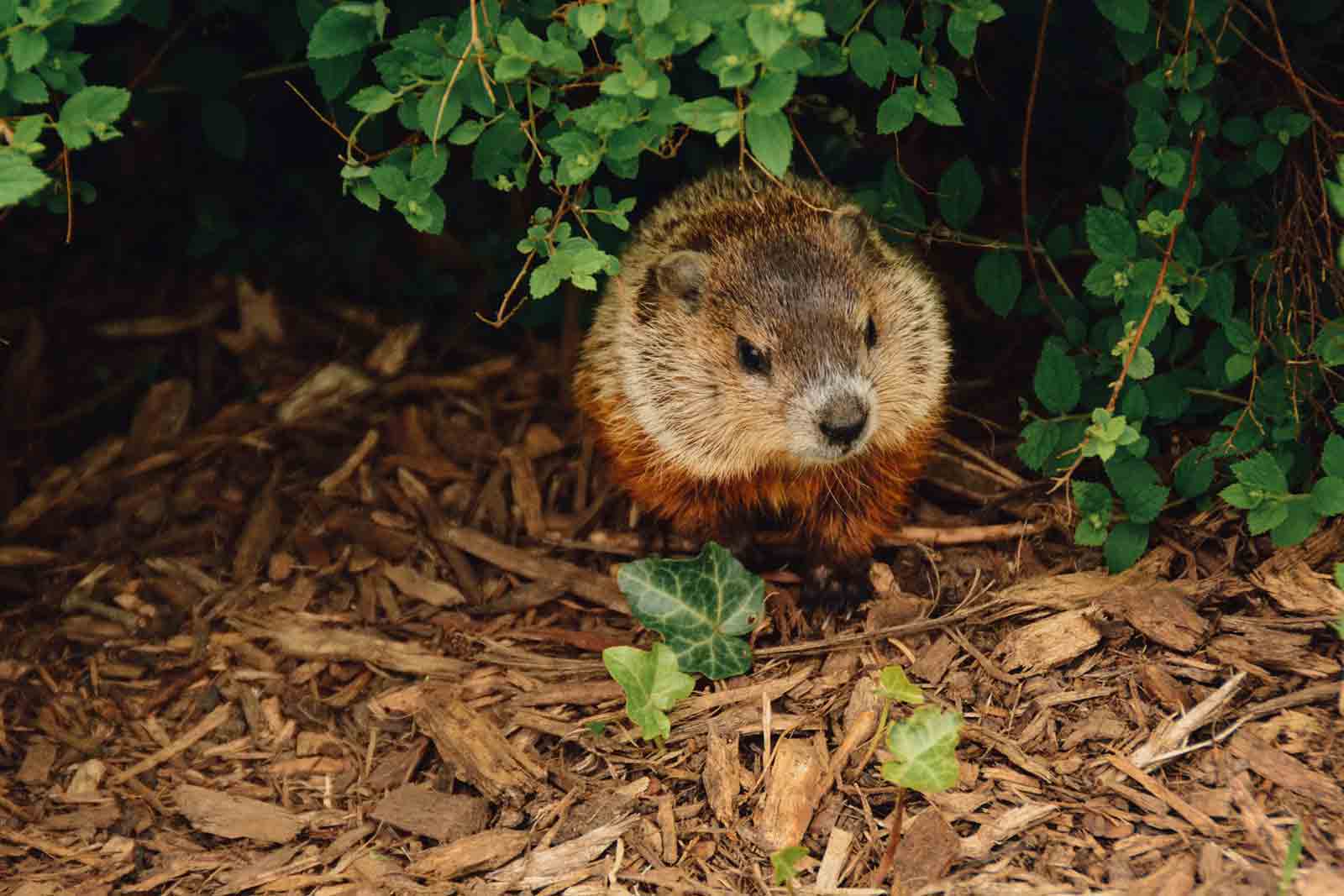 The groundhog speaks about your healthcare’s future